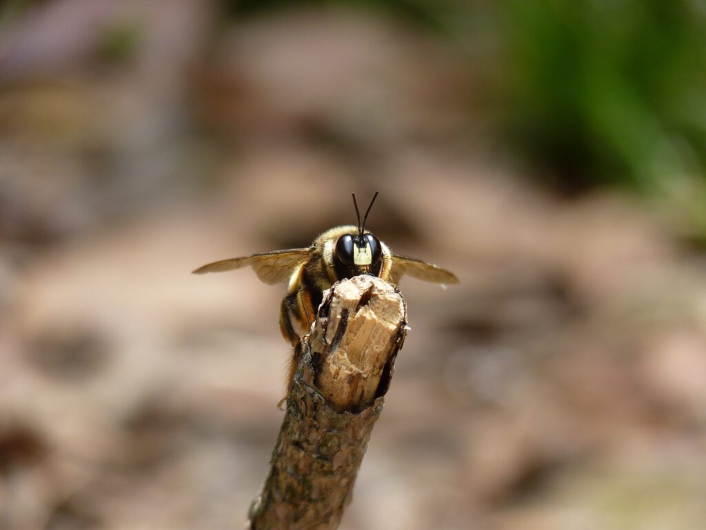 MultiTroph - Multi-Trophic Interactions in a Forest Biodiversity ...